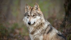 The Endangered Wolf Center in Eureka, Missouri, Celebrates Its 50-Year ...