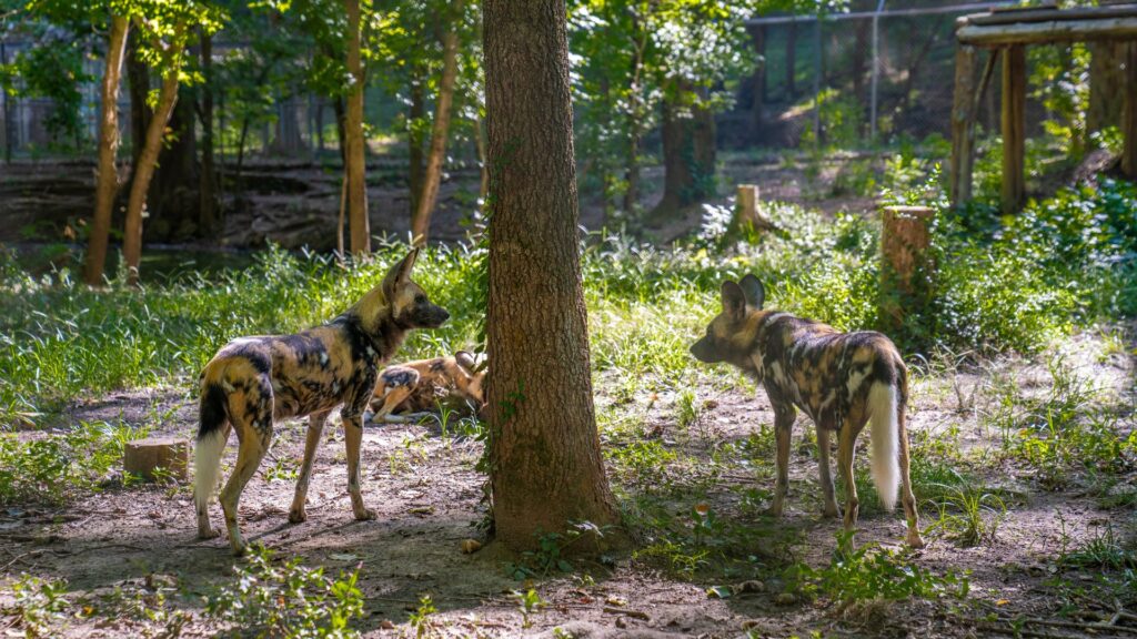 The Endangered Wolf Center in Eureka, Missouri, Celebrates Its 50-Year ...