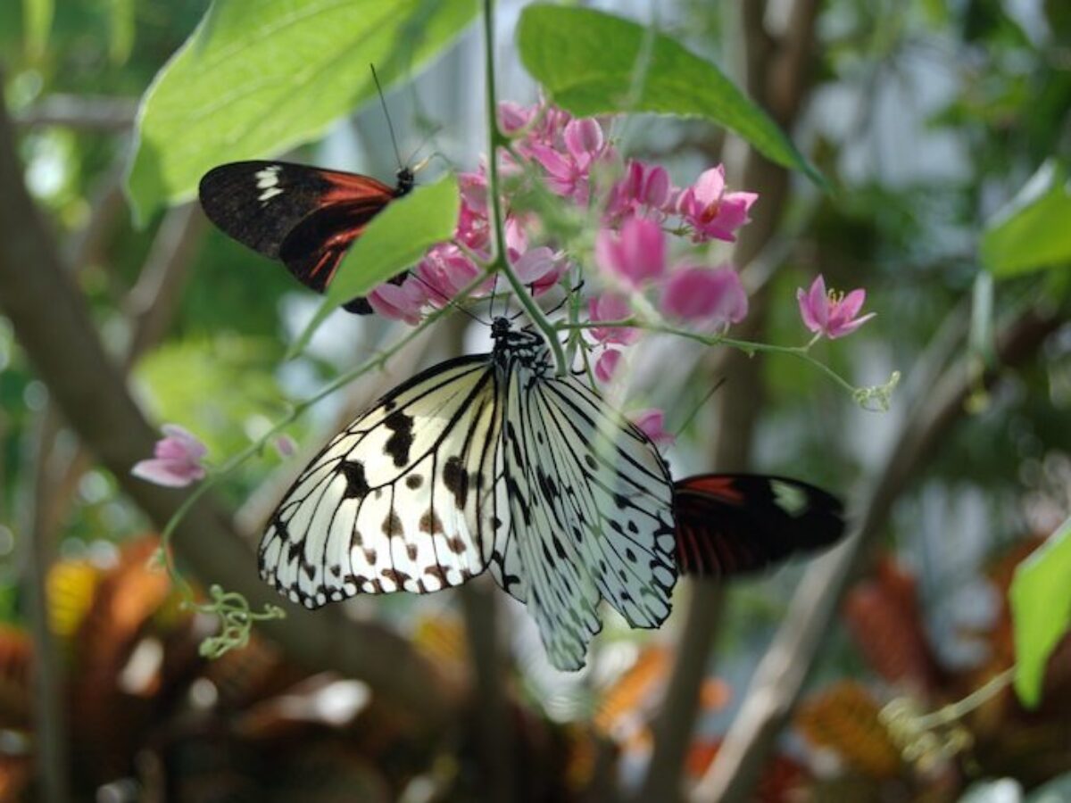Butterfly House St Louis A Little Time And A Keyboard: Best Butterfly