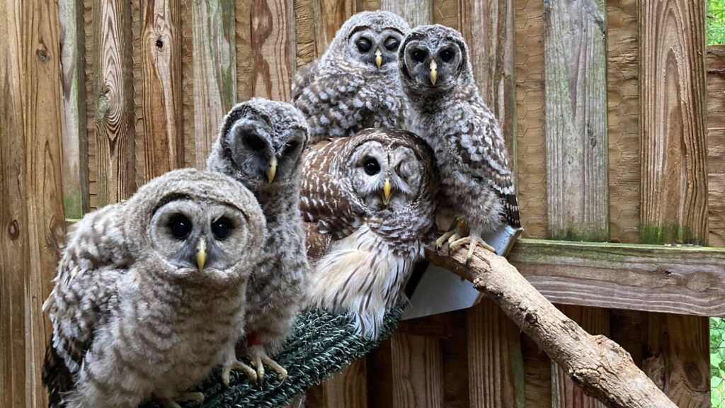 World Bird Sanctuary Has Taken to Conservation Like a Duck to Water
