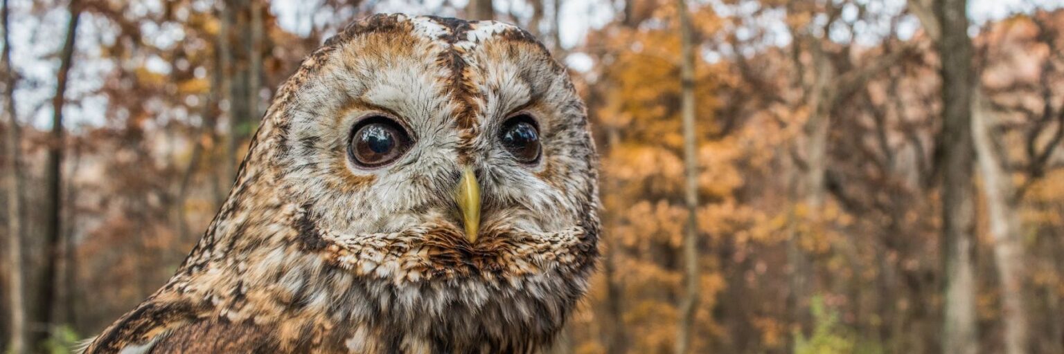 Niche Food Group - Explore St. Louis